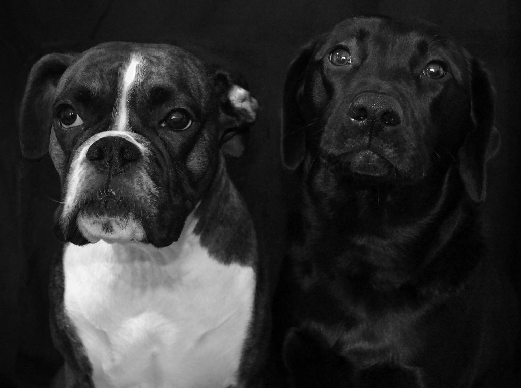 Boxer x labrador (kruising) - Kenmerken en karakter